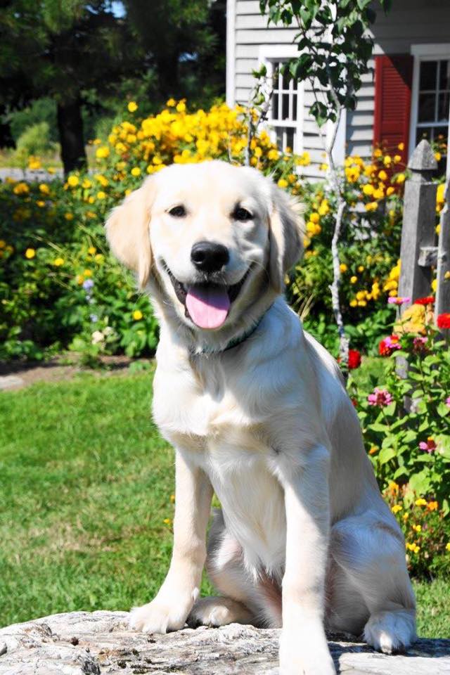 Chloe, Therapy Dog | Karen Larrow, MA MFT, LCMHC