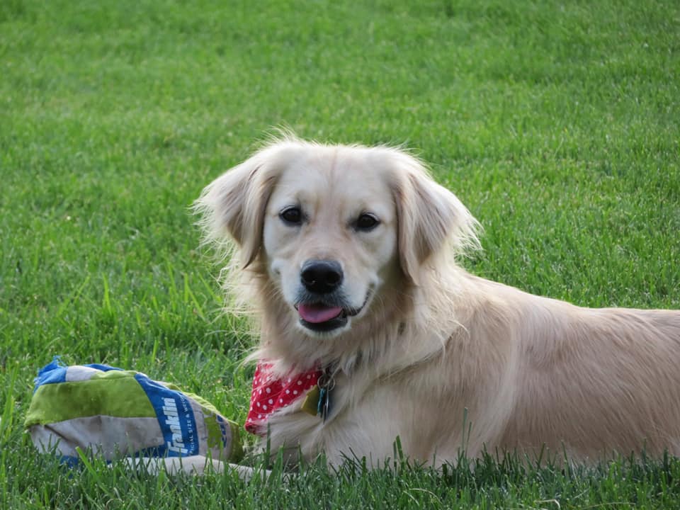 Chloe, Therapy Dog | Karen Larrow, MA MFT, LCMHC